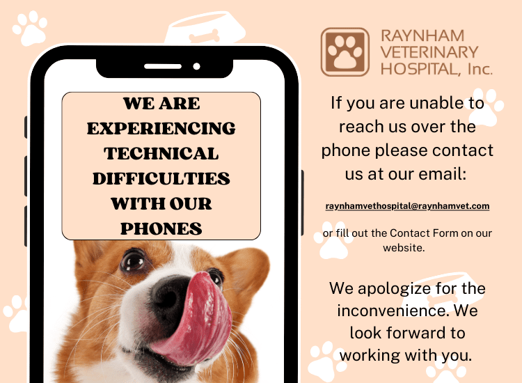 Animal Hospital in Raynham, MA │ Raynham Veterinary Hospital, Inc.
